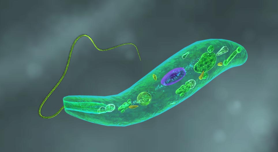 [DIAGRAM] Diagram Of Euglena - MYDIAGRAM.ONLINE